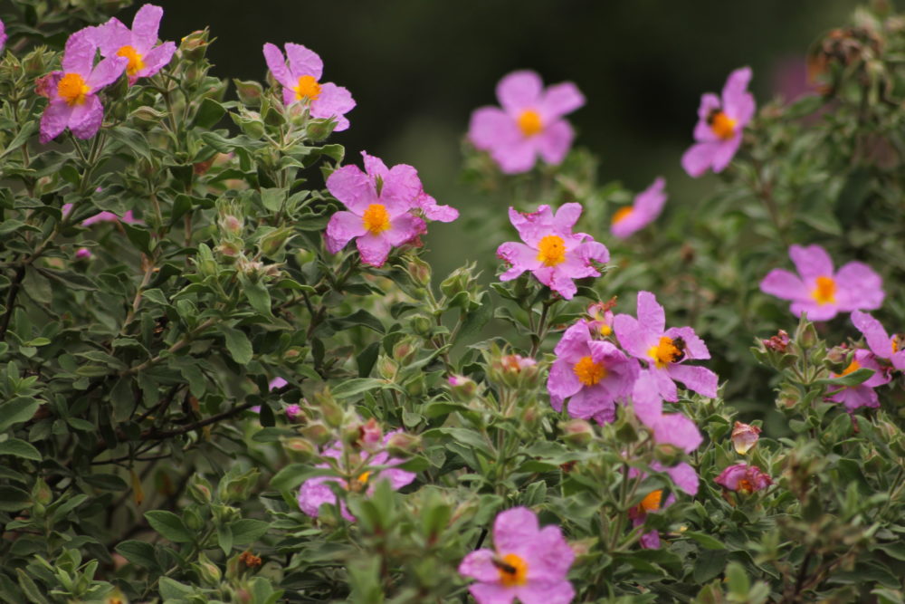 Rock roses - Domaine du Rayol