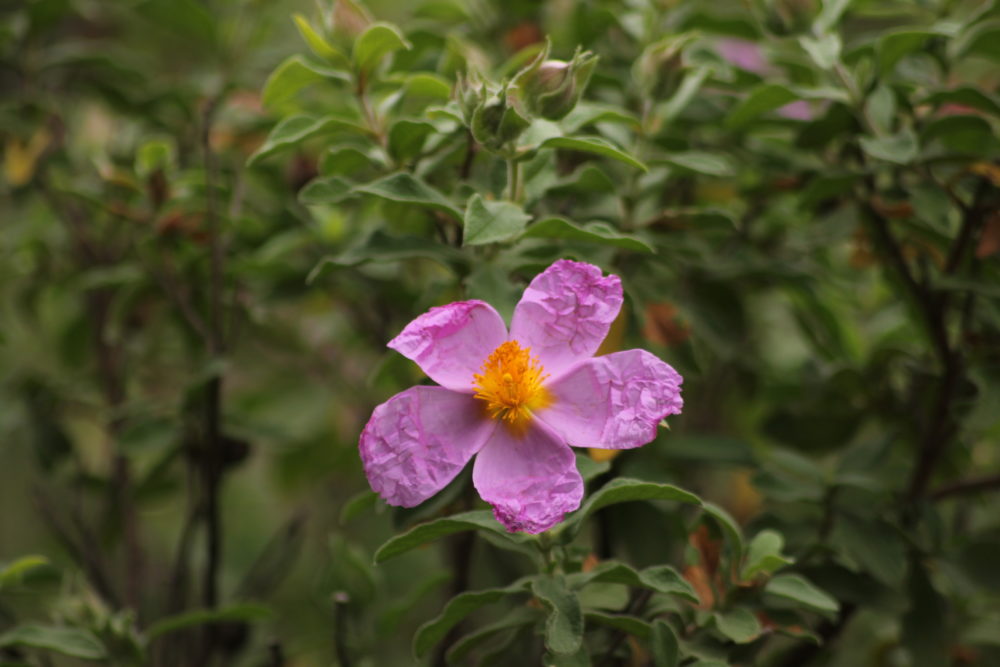 Rock roses - Domaine du Rayol