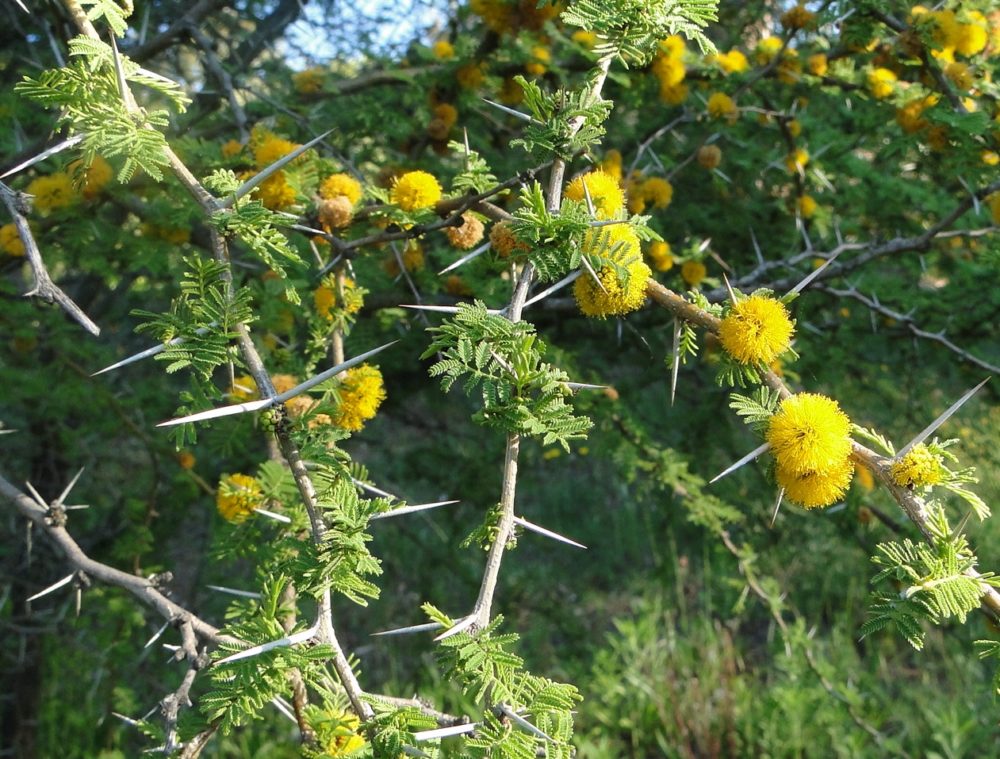Vachellia karroo - Domaine du Rayol