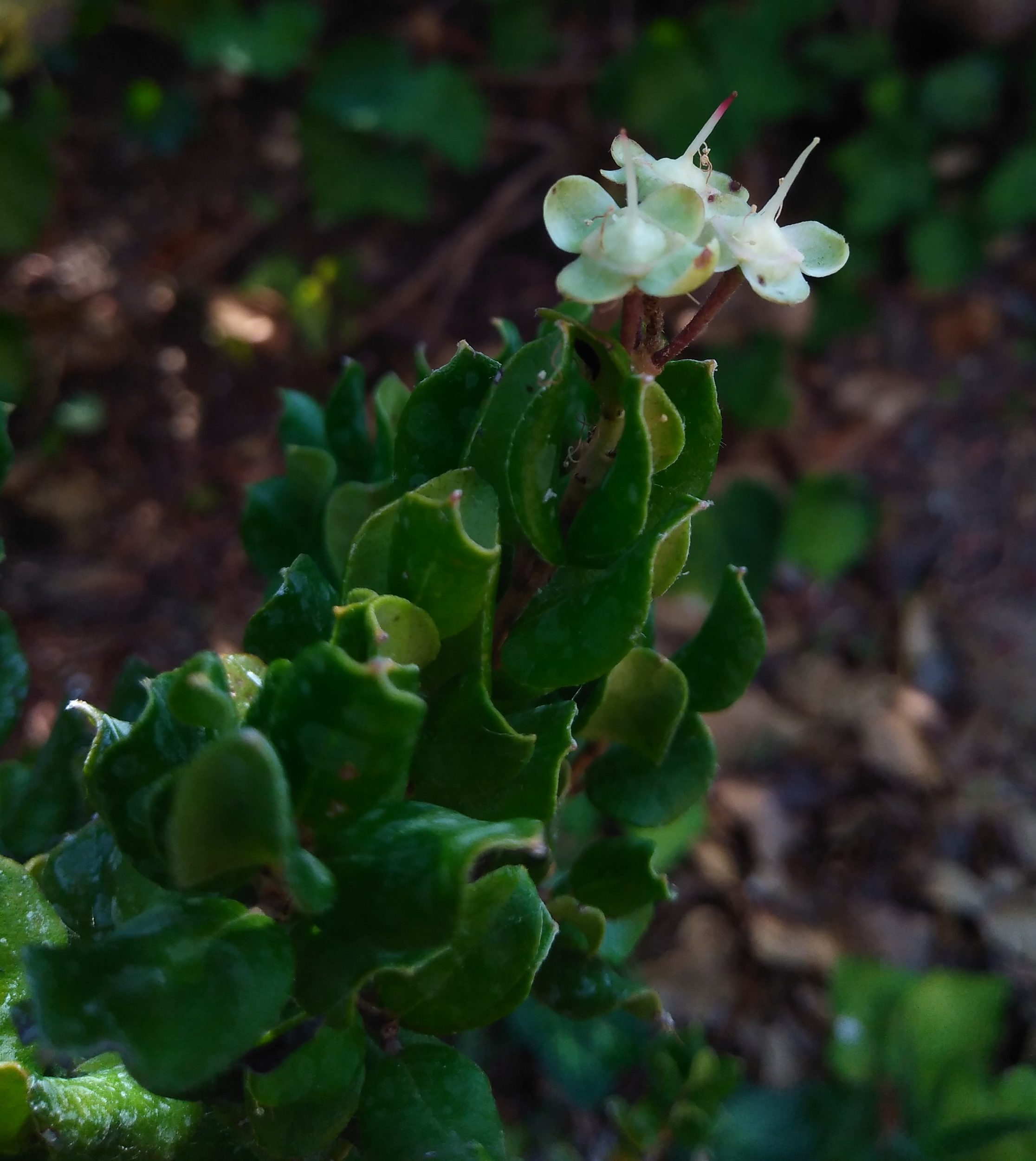 Luma chequen - Domaine du Rayol