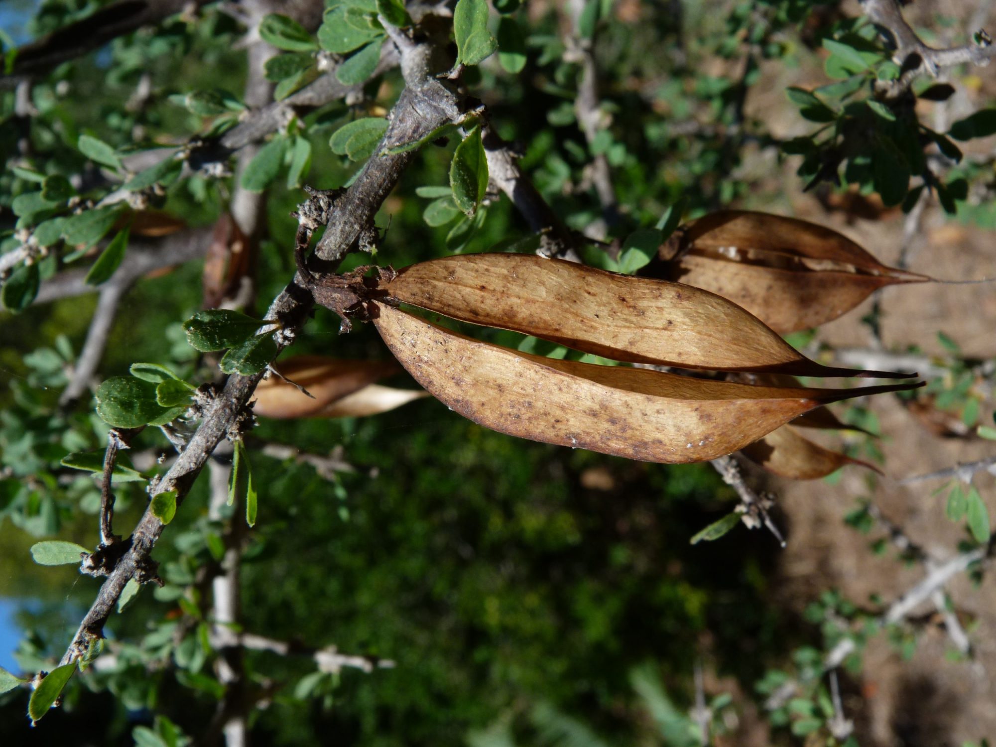 Rhigozum obovatum - Domaine du Rayol