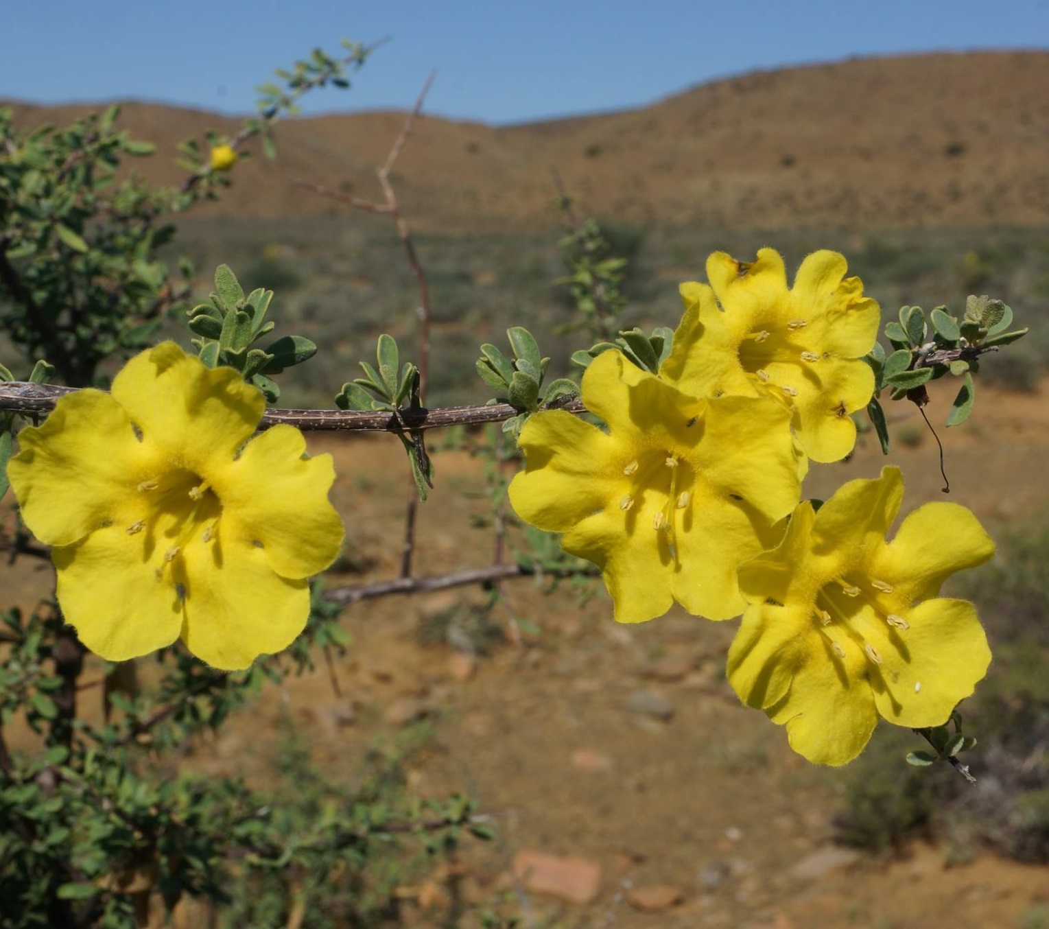 Rhigozum obovatum - Domaine du Rayol