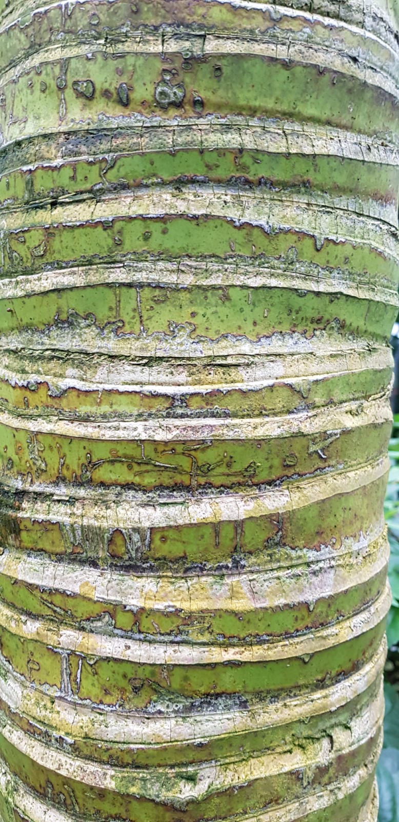 Focus : Les palmiers... Des arbres ? - Domaine du Rayol