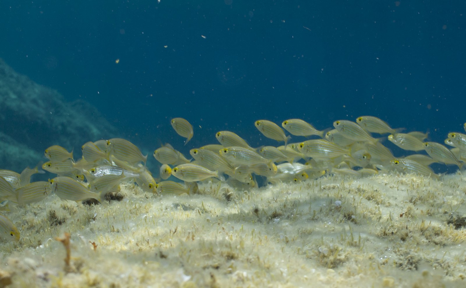Chronique marine : La saupe, un poisson hallucinant ! - Domaine du Rayol