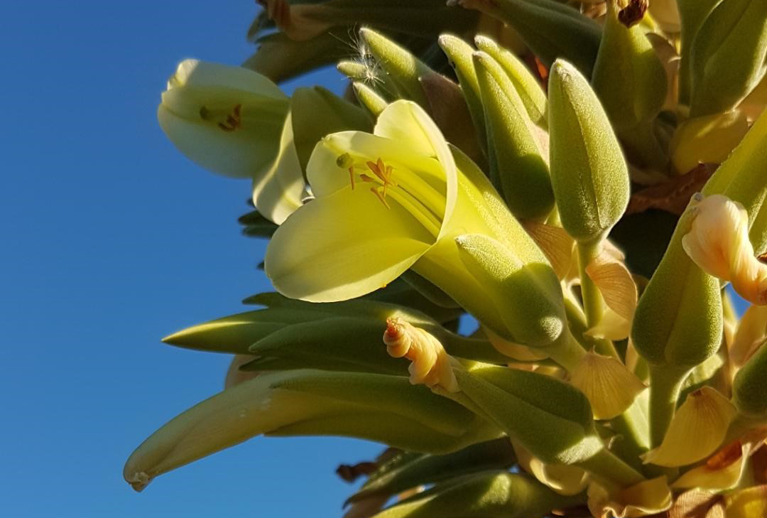 La plante du mois : Un Puya chilien de Bolivie - Domaine du Rayol