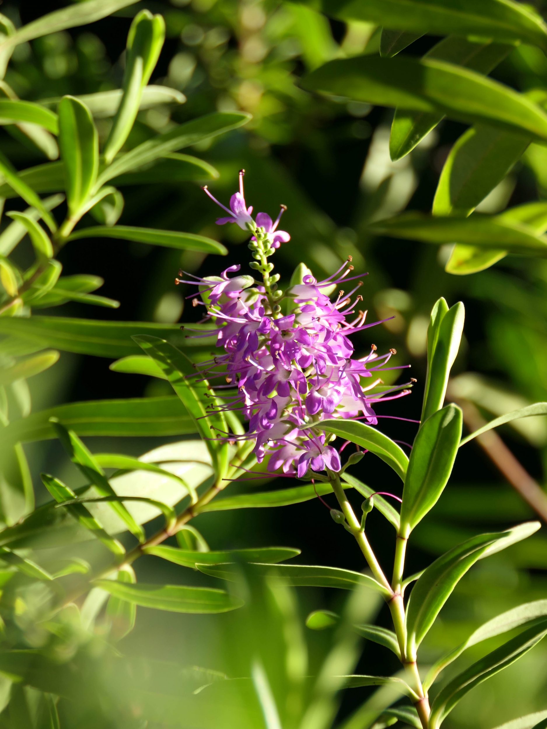 La plante du mois : Hébé c'est véronique ! - Domaine du Rayol